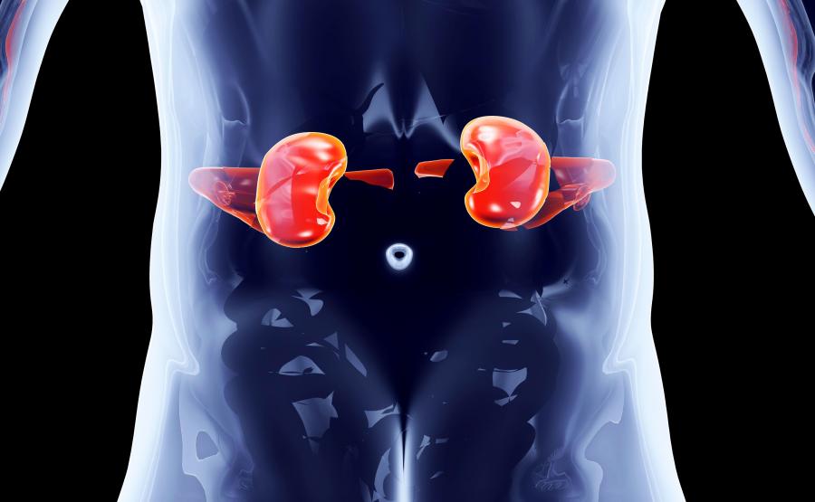 Nawet uszkodzone w 90 proc. nerki nie dają typowych objawów ...